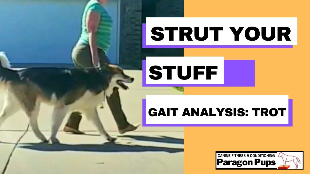 Strut Your Stuff: Sample Trot Gait Analysis Video - YouTube