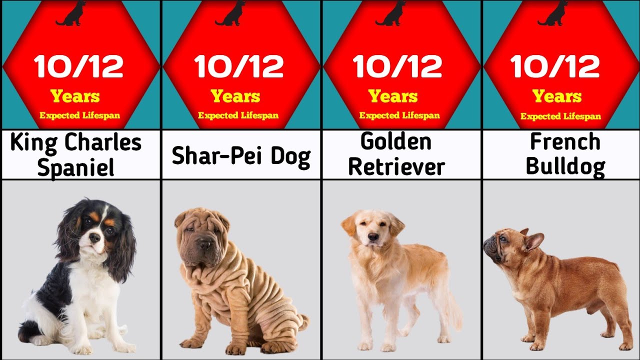 Can A Dog Live 18 Years