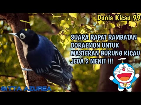 SUARA BURUNG RAMBATAN DORAEMON DI JEDA 2 MENIT UNTUK MASTERAN !!! - YouTube