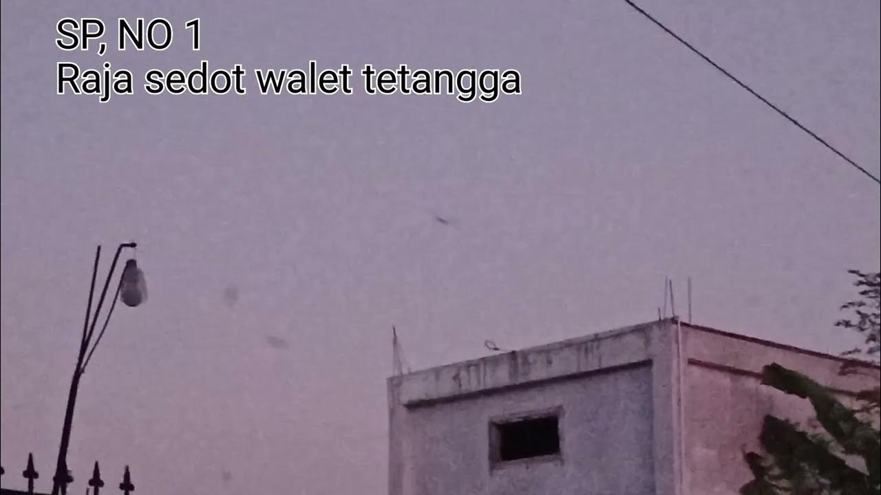 SP NO,1 buat supkereber saya semongga berkah amin 👍👍 link di bawah🇮🇩🇮🇩 - YouTube