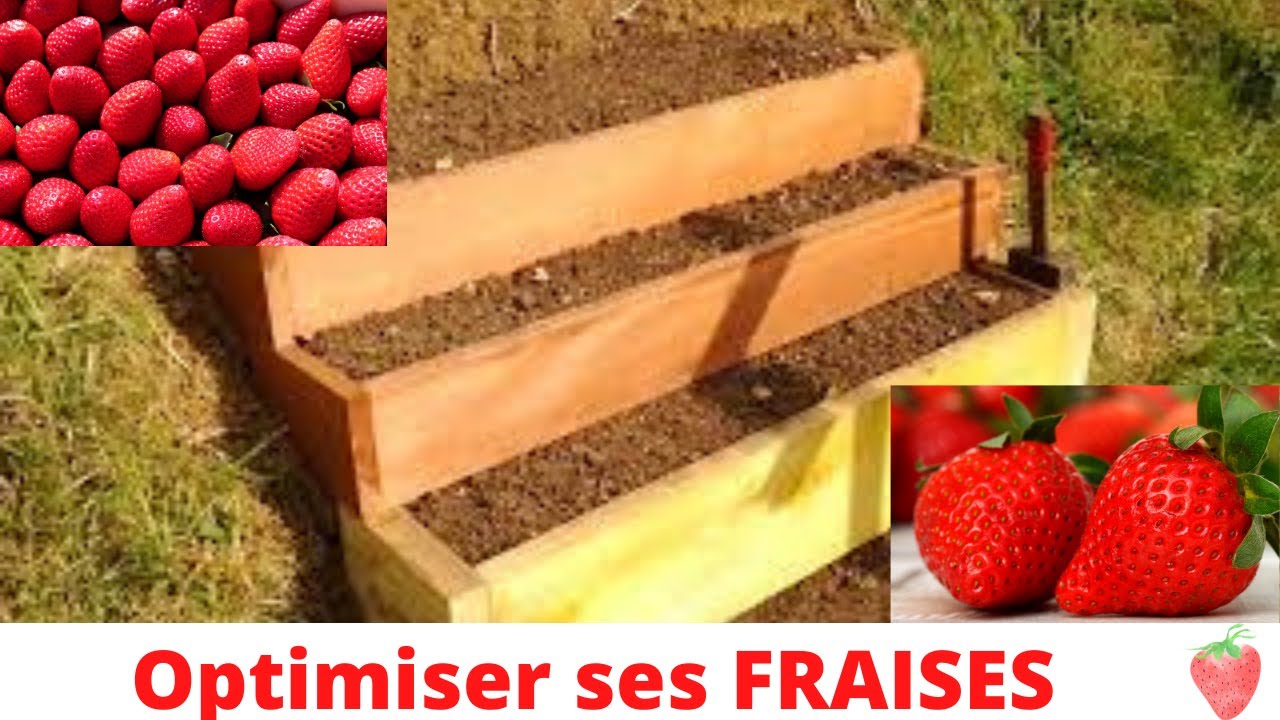 Comment optimiser ses FRAISES? - YouTube