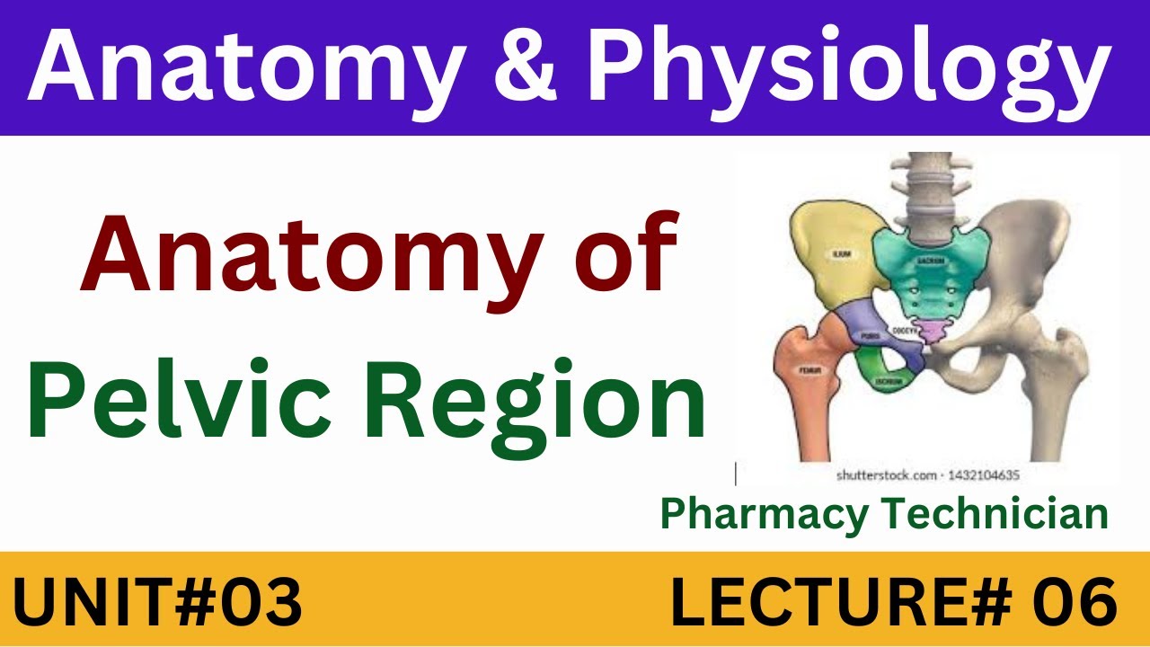 Anatomy Of Pelvic Region - Pharmacy Technician - Anatomy Physiology ...