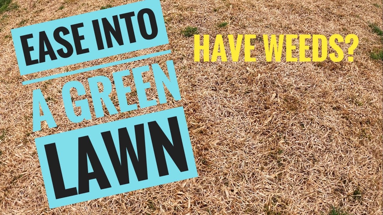 Spring Lawn Care - Gradually Bring St Augustine Out of Dormancy - YouTube