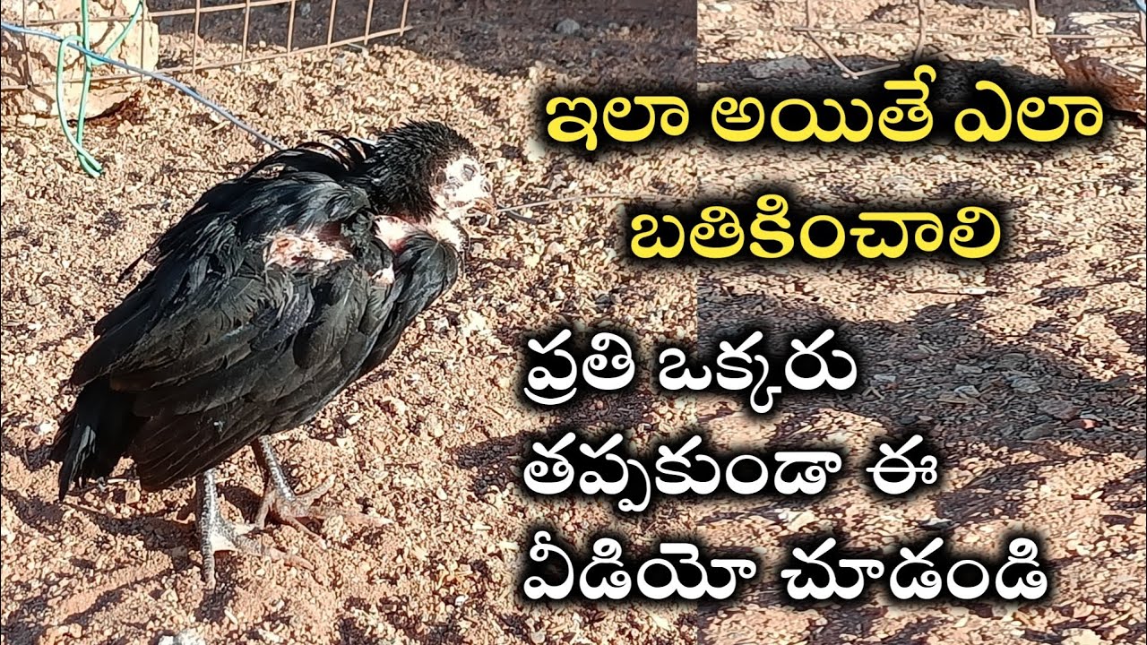 how to recover weak chicken birds|poultry chick problems|jathi kolla ...