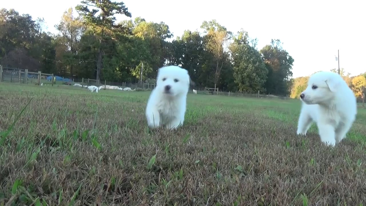 Great Pyrenees Puppies One of a Kind Guard Dogs - YouTube