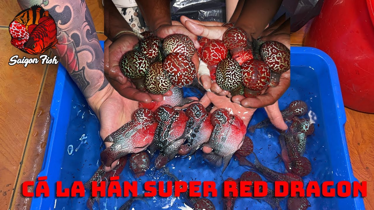 Saigon Fish | Super Red Dragon dòng cá la hán đặc biệt có 1 màu đỏ đặc ...