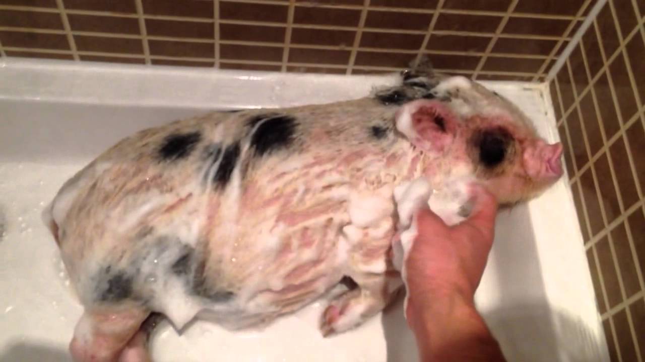 Micro pig - bath/shower time www.pintsizepigs.com - YouTube