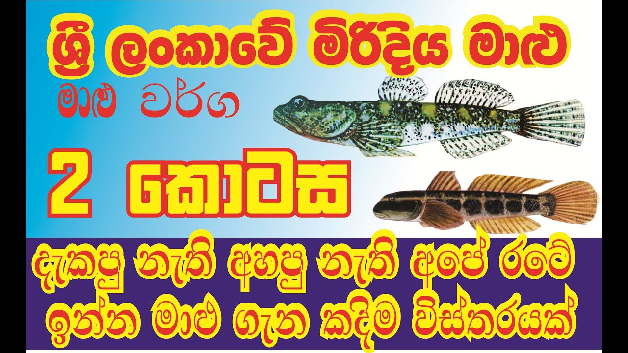 Sri Lanka's Fresh water fish ලංකාවෙ මිරිදිය ජලයෙ ඉන්න මාළු - YouTube