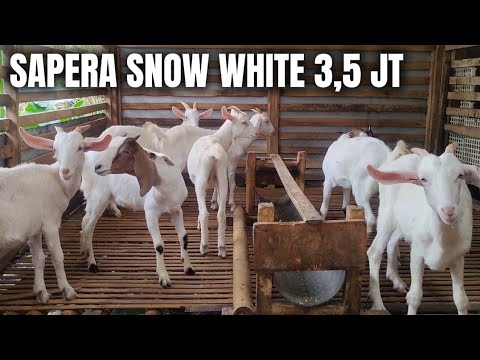 review harga kambing - Kambing Sapera f2 f3- Calon indukan - Kambing ...