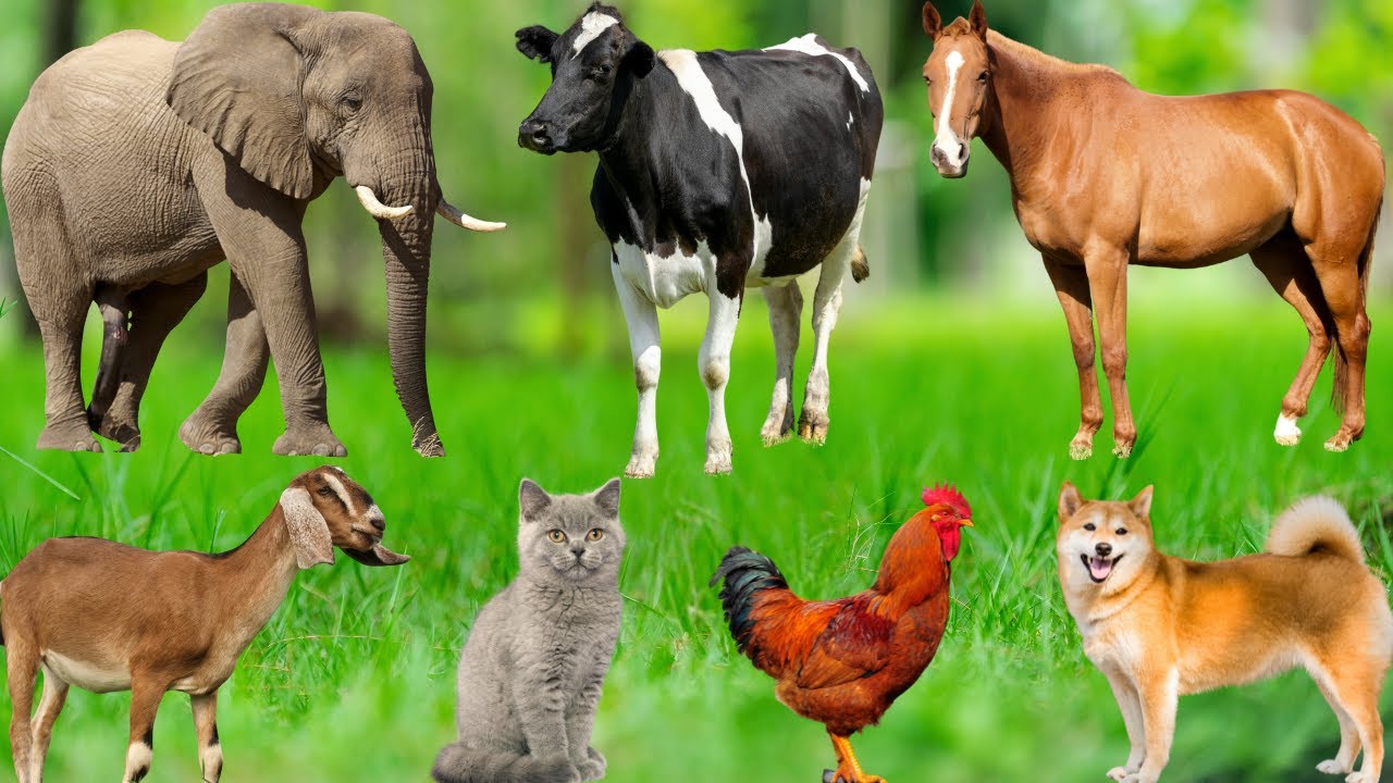 Cute Farm Animals: Sheep, Puppy, Chick, Kitten, Pig, Cow, Goat, Rabbit ...