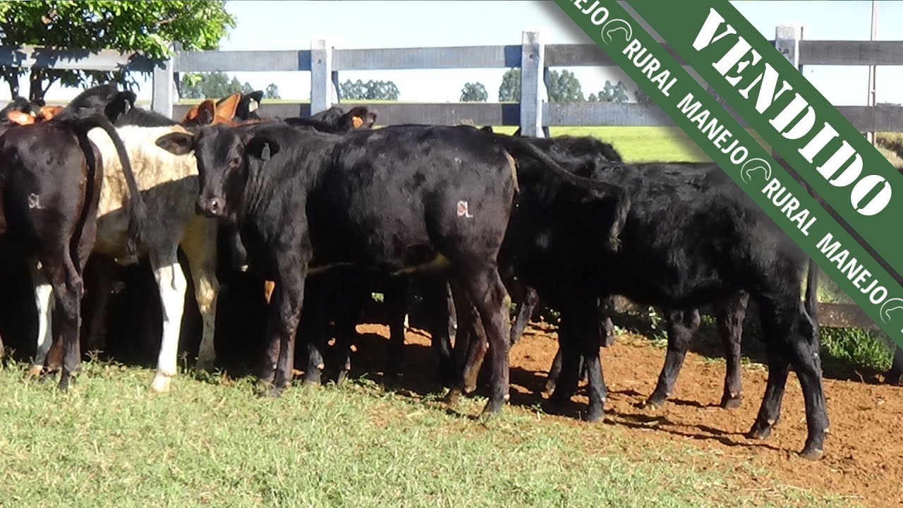 28 FEMEAS F1 ANGUS IDADE 11 a 12 MESES CÓD.01140621) LOTE VENDIDO - YouTube