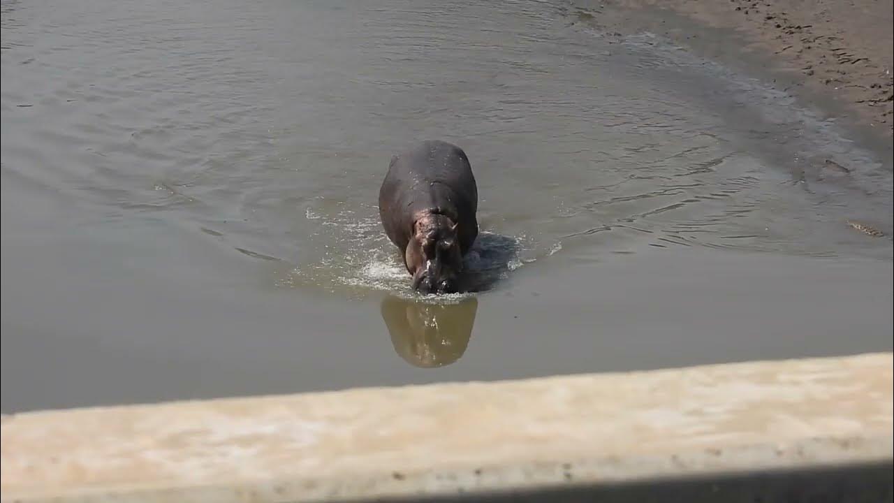 December 19, 2022. Hippo and Nile crocodile eats fish. DSCN 6417. - YouTube