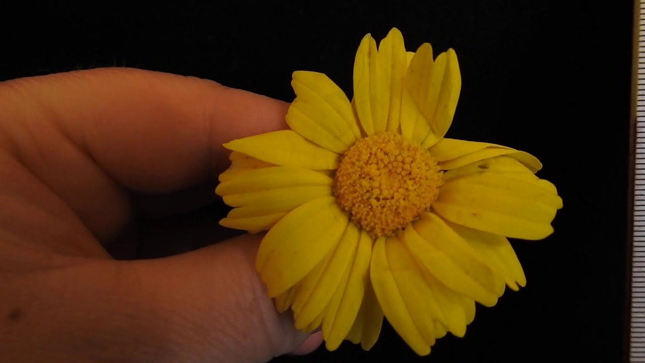 Glebionis coronaria (Asteraceae) sunflower dissection - YouTube
