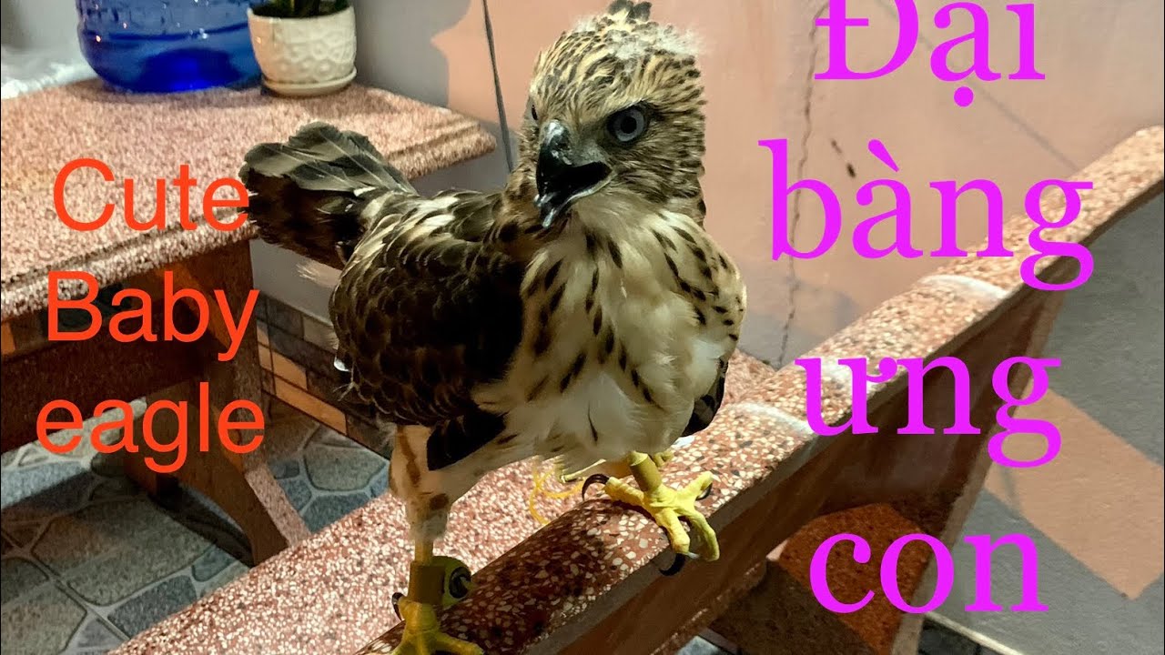 Cute baby eagle. Đại bàng con ưng🦅 2023 - YouTube