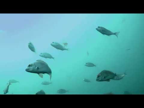 Windara Reef Partnerships | The Nature Conservancy Australia - YouTube