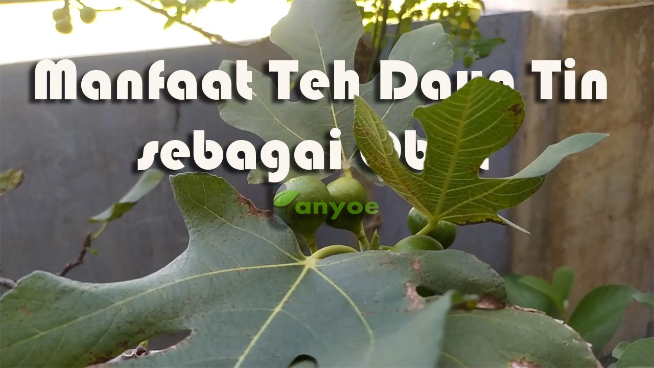 Manfaat Teh Daun Tin dalam Menetralisir Radikal Bebas dalam Tubuh - YouTube