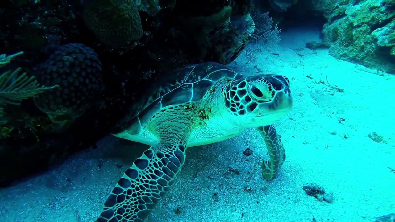 Turtle Scratching his Back - Roatan - YouTube