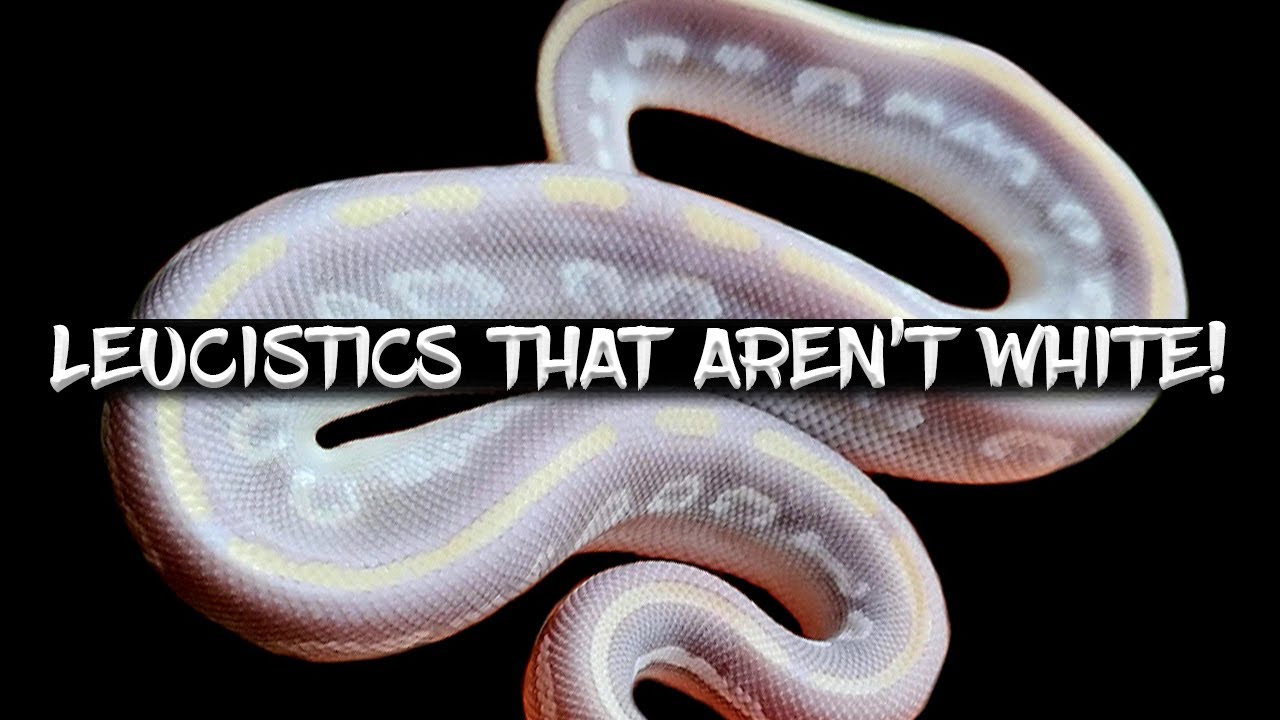 Blue Eyed Leucistic Ball Pythons that Aren't White! - YouTube