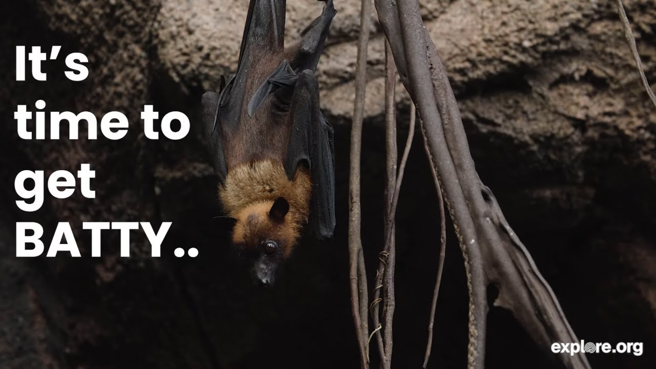 CAMP FLYING FOXES- the LARGEST BATS in the world! Lubee Conservancy ...