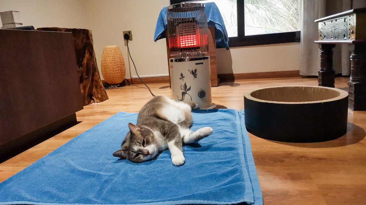 The best place ever for a freezing cat meme🐈#cat #catlover #memes # ...