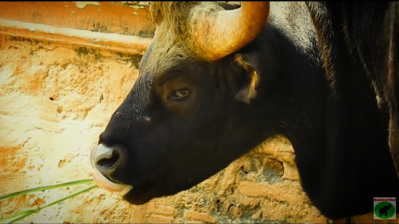 Indian Gaur | Indian Bison | Wild Gaur in India | Biggest Wild Cows ...