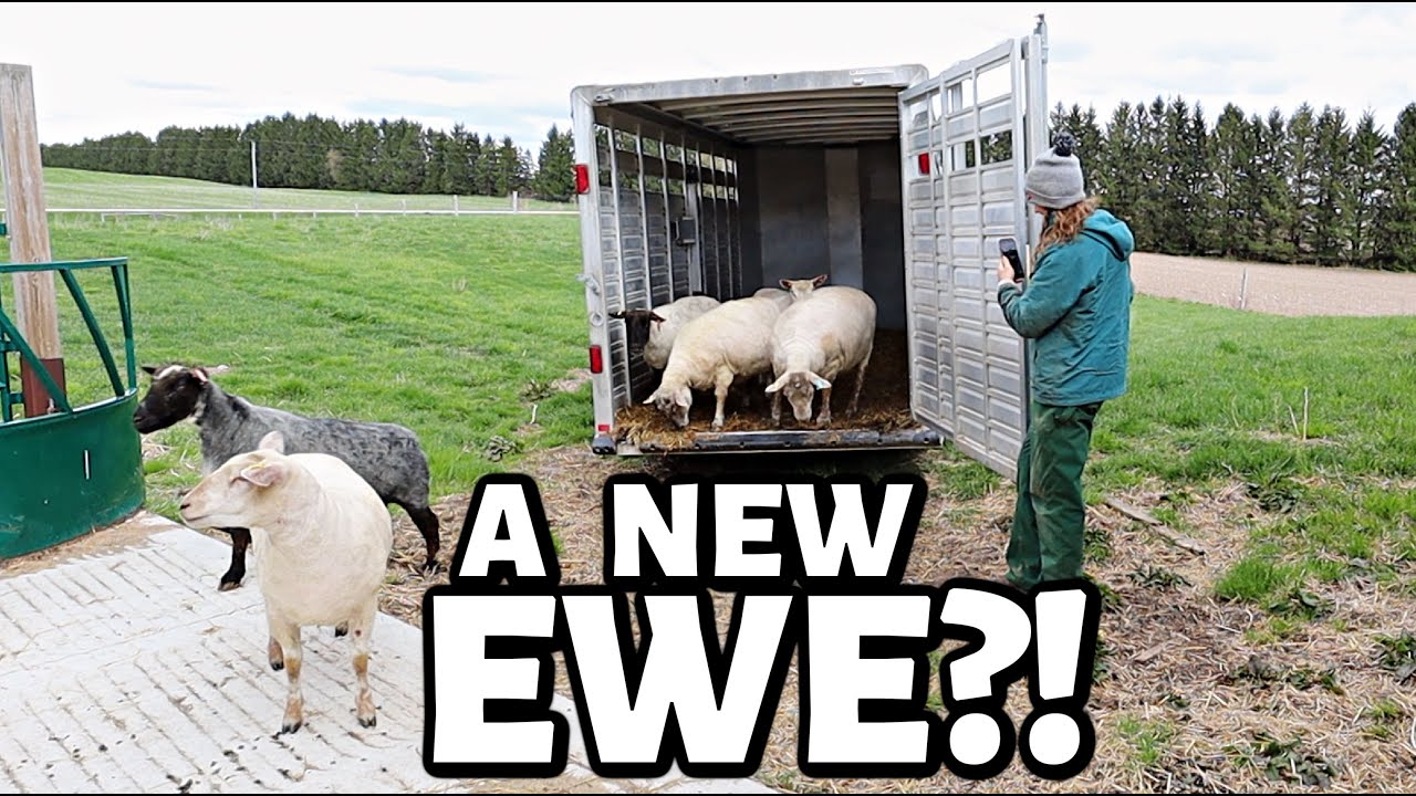 What's OLD is NEW again... yup, I retired another sheep!! | Vlog 691 ...