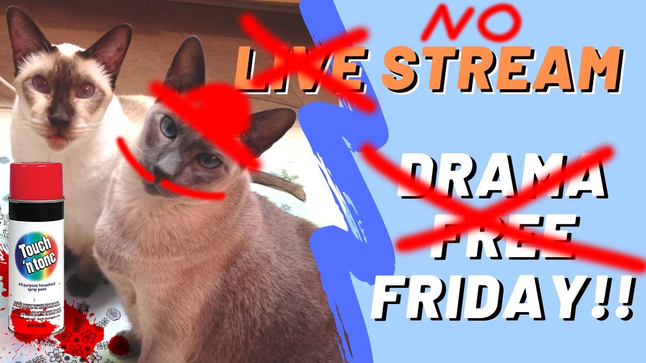 NO LIVE Stream today - 02-14-2020 - YouTube