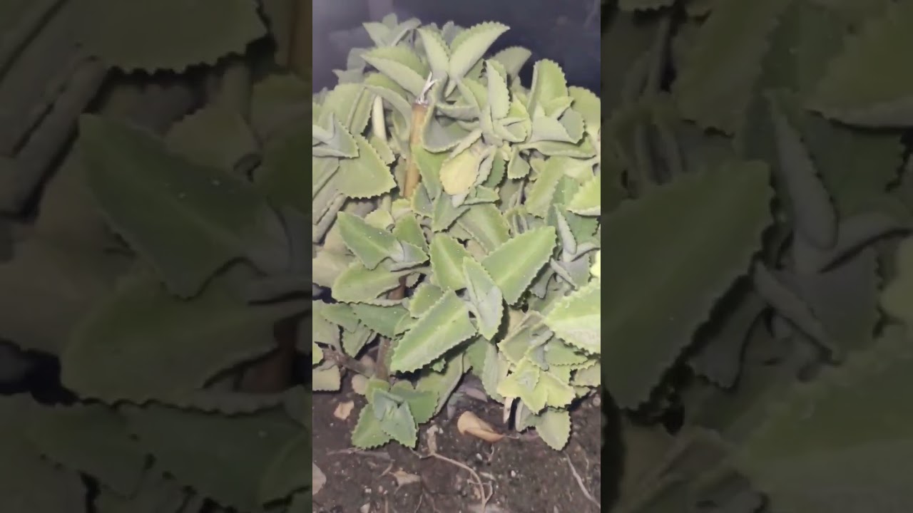 #karpooravalli#neotea#ayurvedic#plants#coleus amboinicus#country bor ...