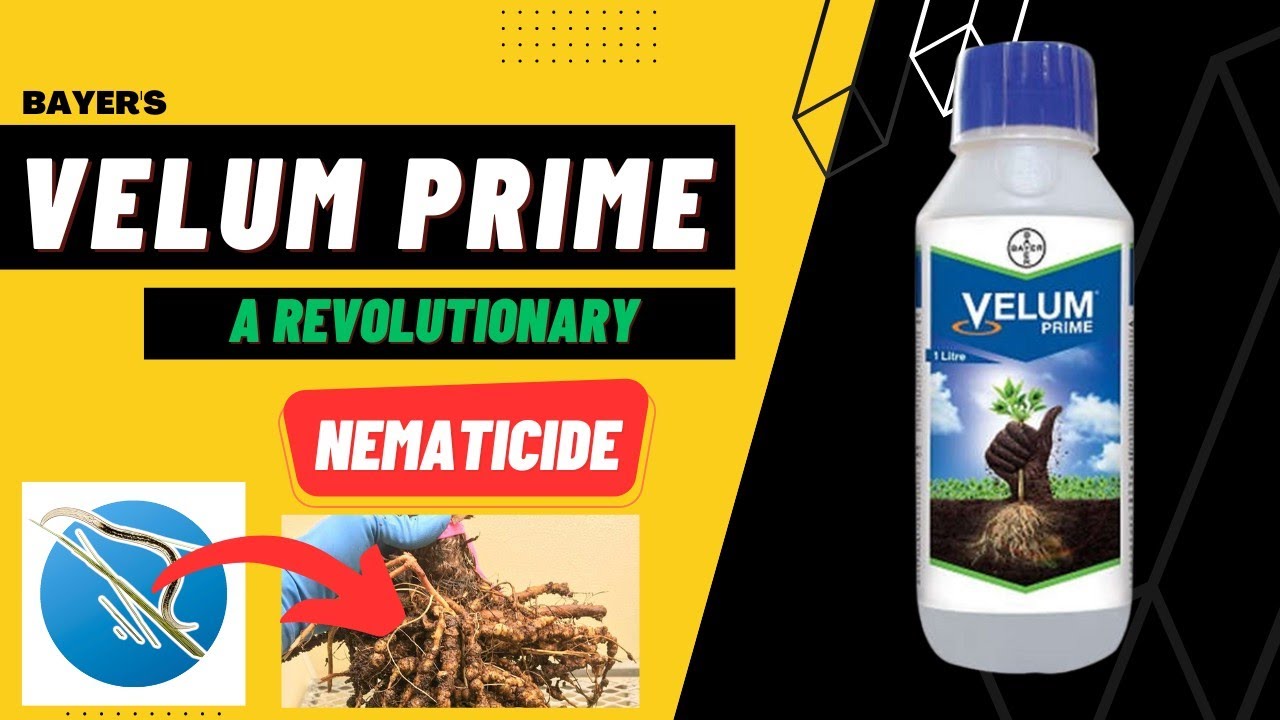 VELUM PRIME: A Revolutionary Nematicide!! - YouTube