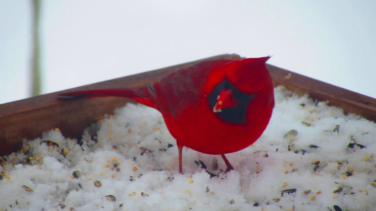 Wisconsin Cardinal and Woodpecker Sharing a Moment. Today's Bird Feeder ...