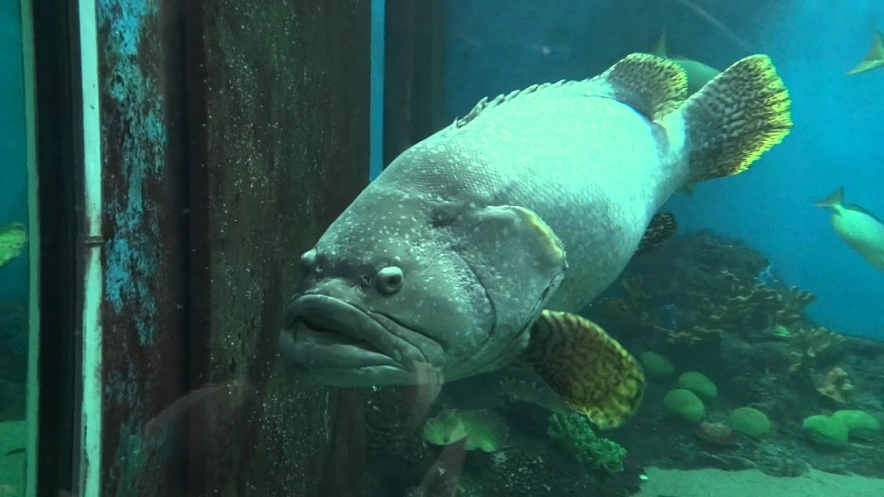 Aquarium, fish and sharks Langkawi / Аквариум Лангкави, рыбы и акулы ...