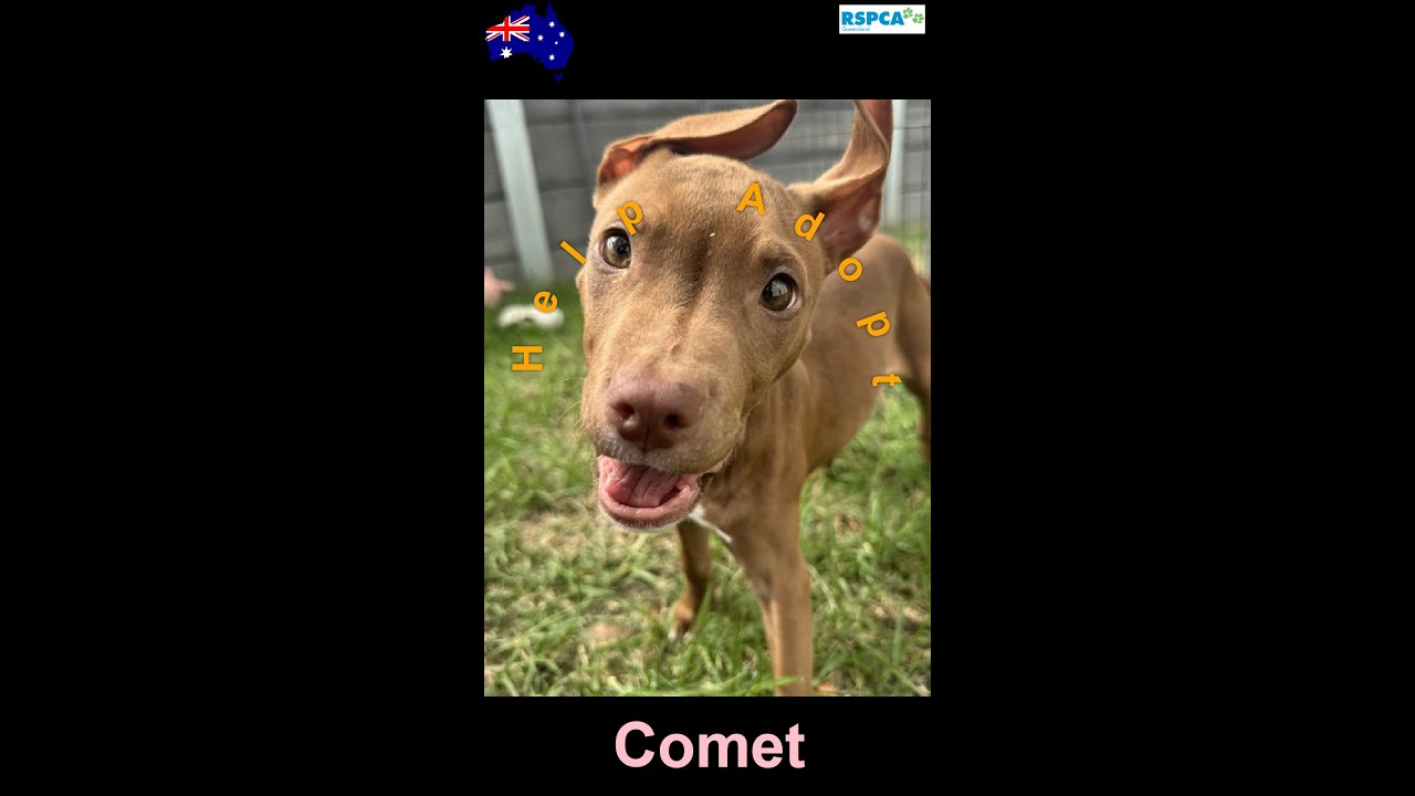 🐾Help adopt Comet! Puppy / Australia / Toowoomba / RSPCA Queensland🐾 ...
