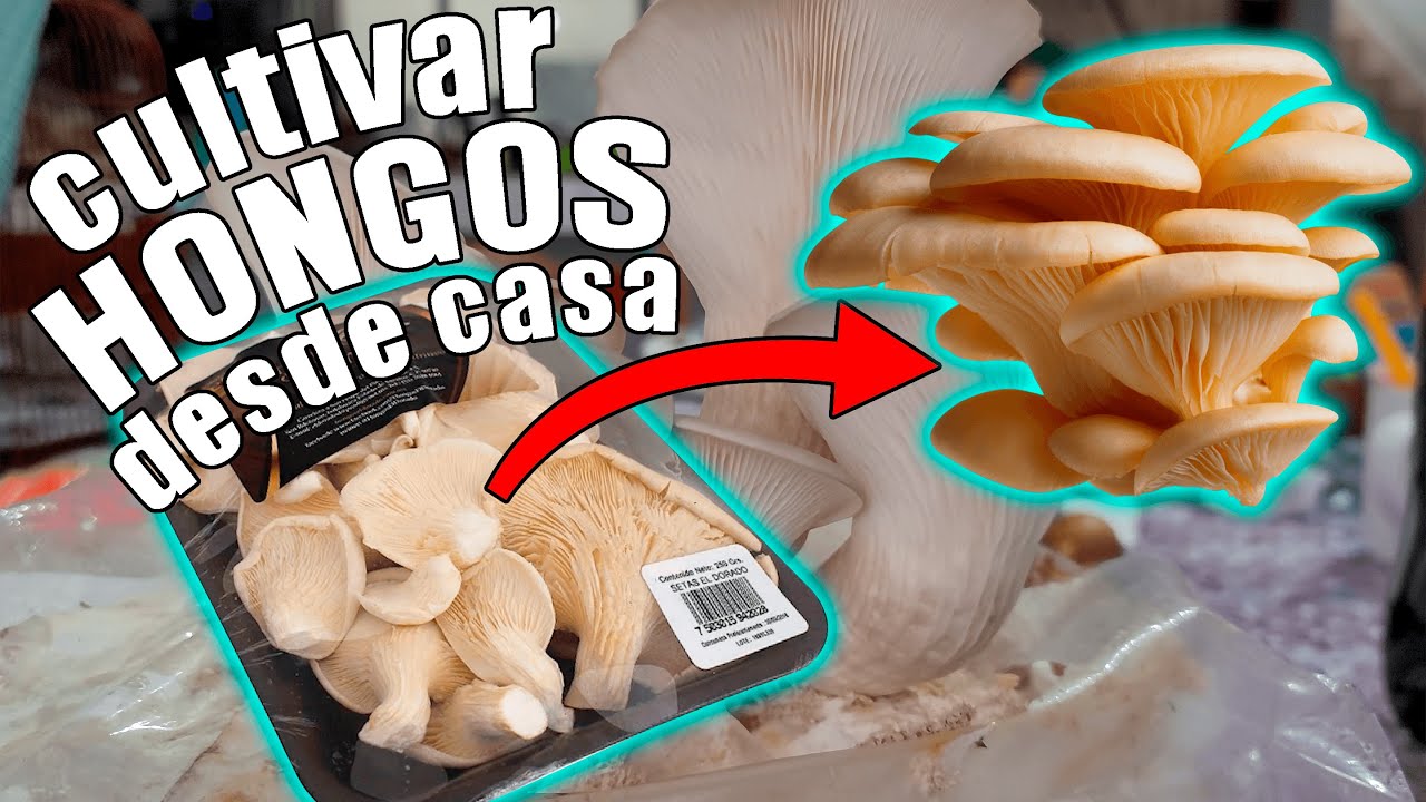Como cultivar HONGOS a partir de hongos comprados en supermercado ...