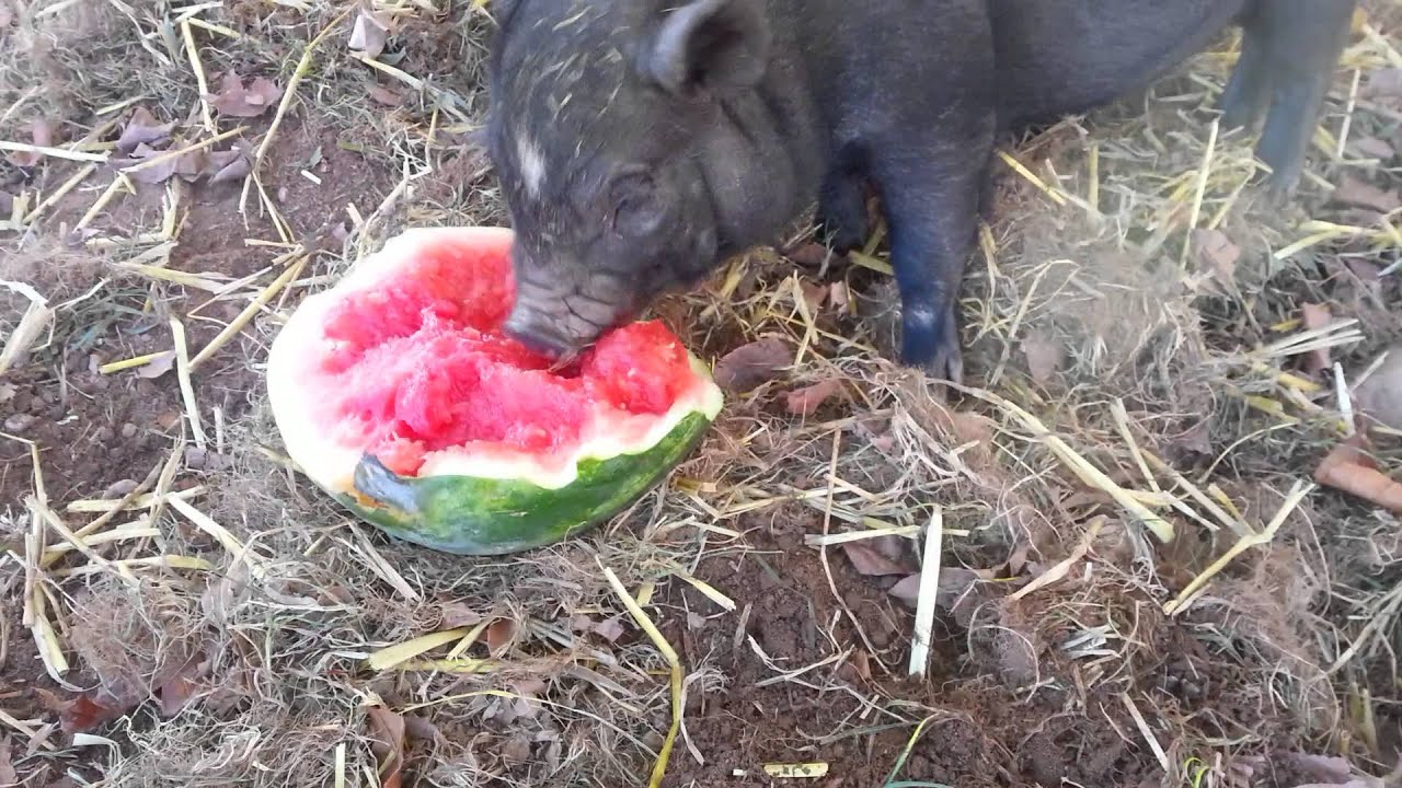 Princess The Pig Loves Watermelon - YouTube
