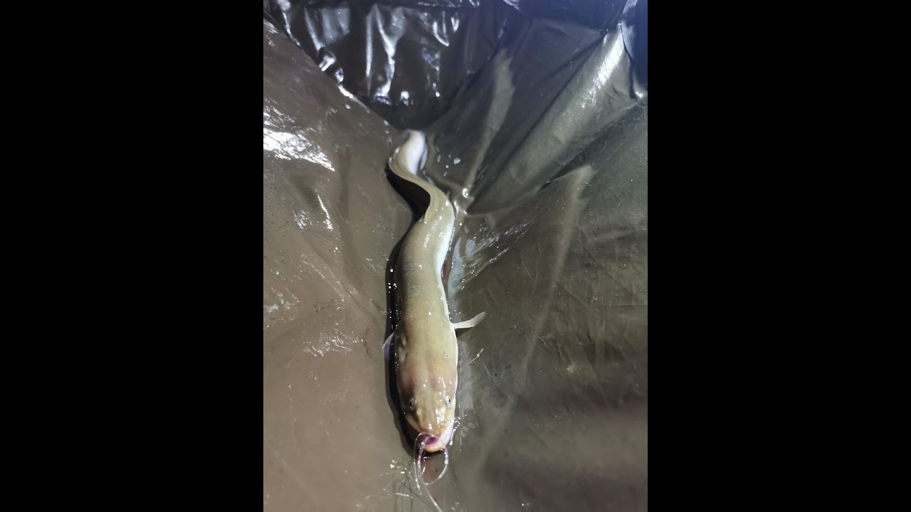 Angeln 2020 - Mit Köderfisch auf Aal und Zander - Mission Herbstaale ...