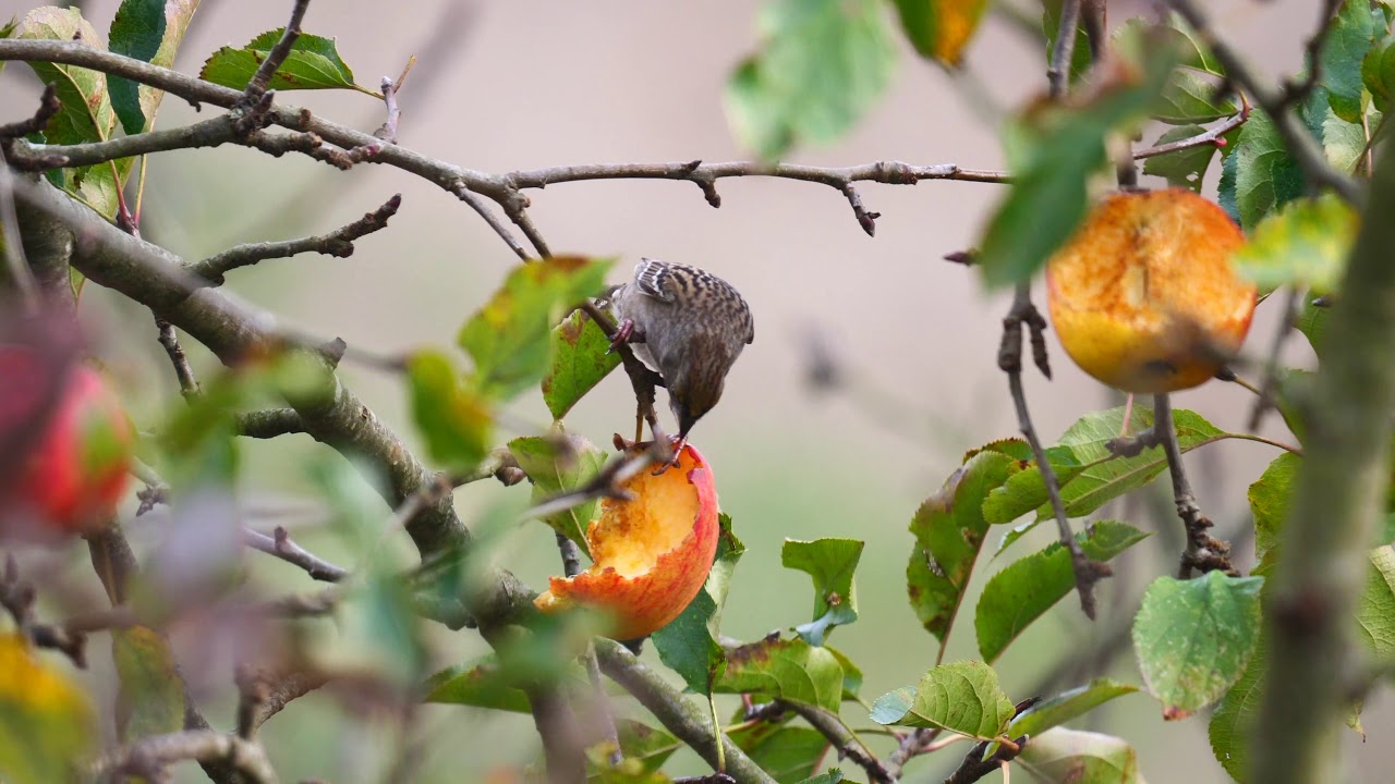 Birds in Apple Tree - YouTube