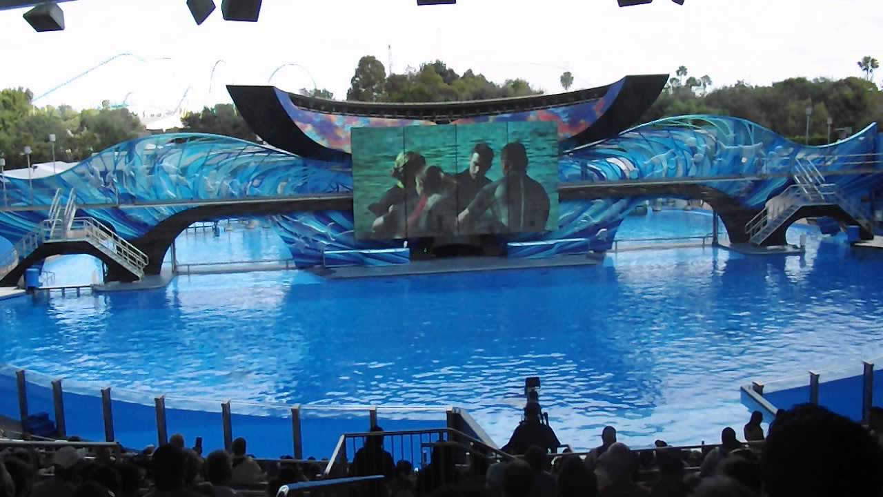 Seaworld Orlando Shamu One Ocean Show part 1 - YouTube