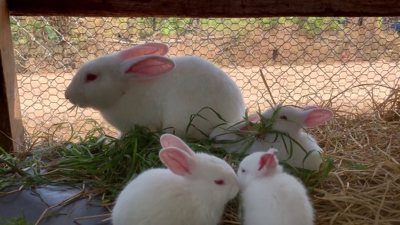 ការចិញ្ចឹមទន្សាយ | Raising rabbits | - YouTube