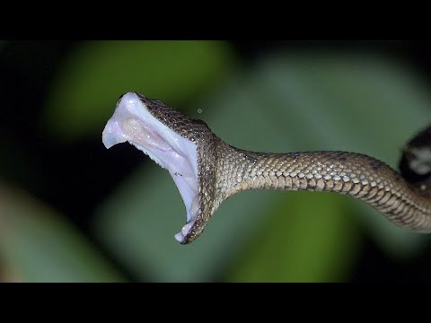 Shore Pit Vipers At Night: Singapore Nature 2020 - YouTube