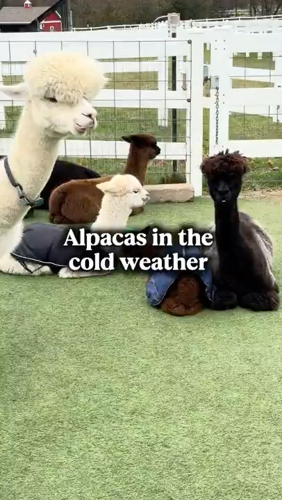 Alpacas in the cold weather ️ #alpaca #winterseason #farmlife # ...