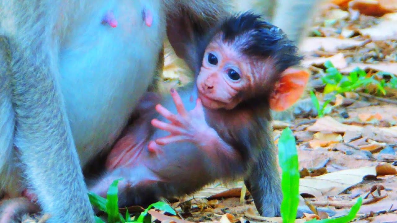 Exploring Life with an Adorable Baby Monkey being with young mommy ...
