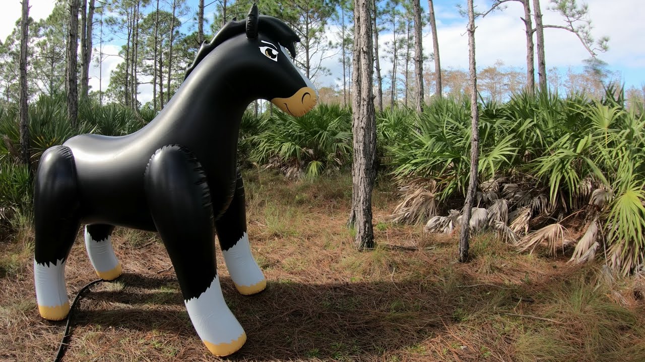 Life-Size Inflatable Ride-On Black Horse from Horseplay Toys - YouTube