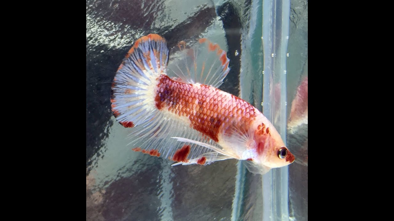 FIGHTINGFISH PLAKAD VANDA #bettas - YouTube