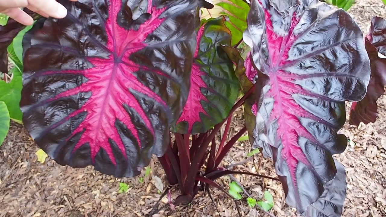 Brian's Botanicals New Release!Colocasia Redemption PPAF! - YouTube