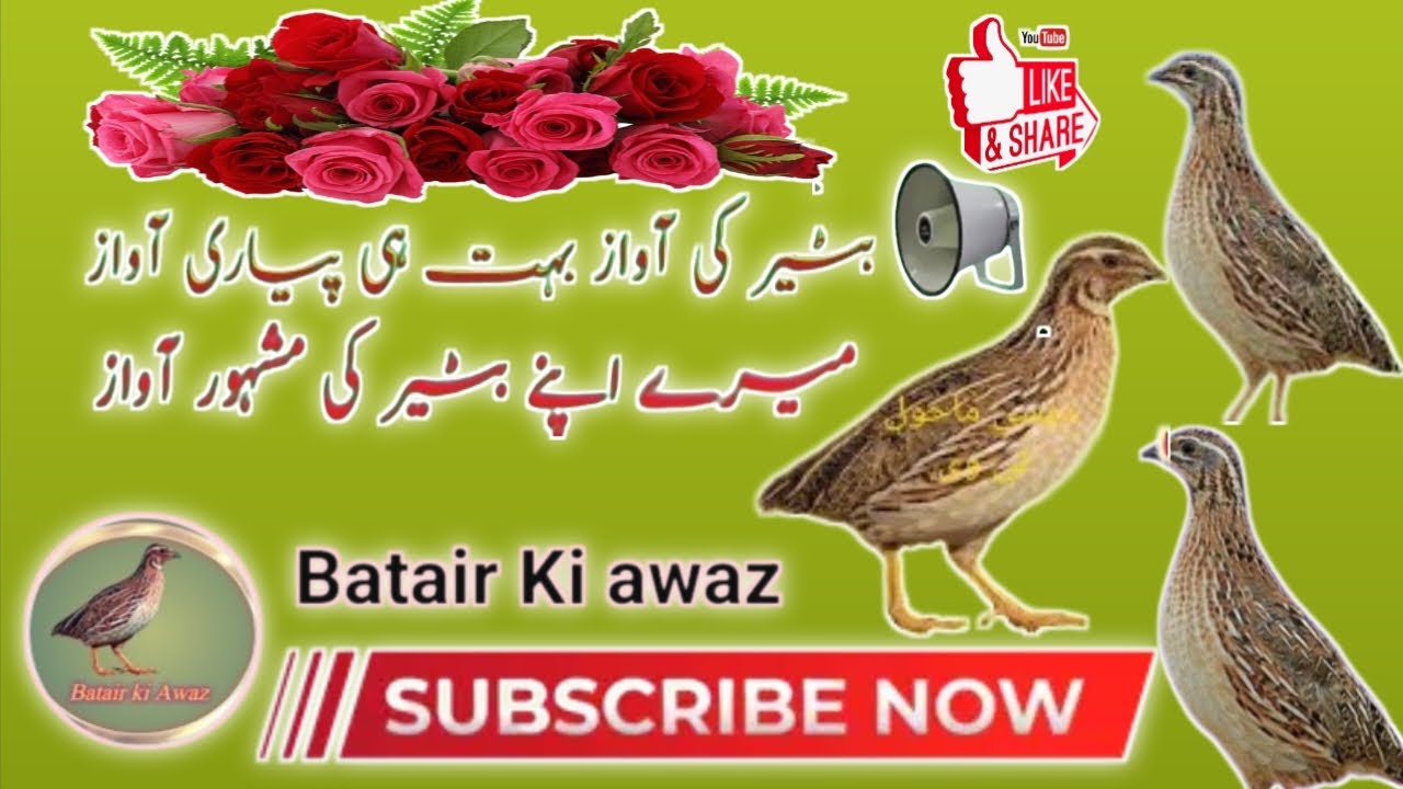 Batair ki night awazbatair ki night awazbatair hunting - YouTube