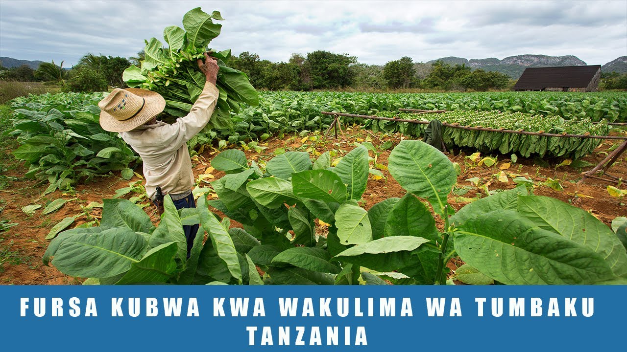 #FURSA : Soko Kubwa la Tumbaku JAPANI Kilo "Millioni 30" zinahitajika ...