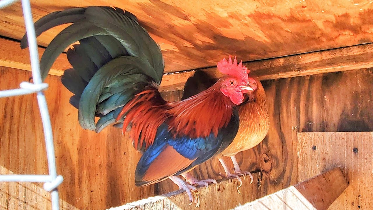 Los colorados, y mas pollitos pelones - YouTube