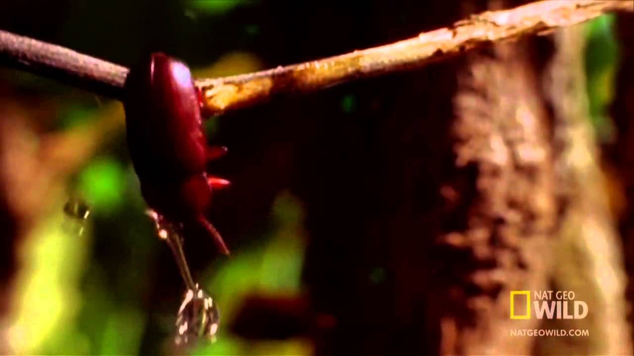 Archer Fish knows well about refraction - YouTube