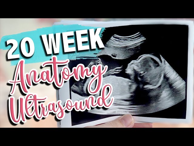 20 Week Anatomy Scan Results Anomaly Scan Report Normal (20 24 Weeks)