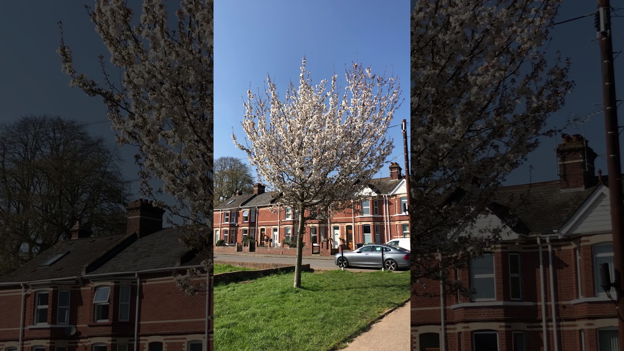 Cherry (Prunus 'sunset boulevard') - tree - March 2020 - YouTube